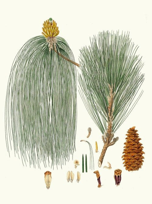 Pinus Longifolia - Long-Leaved Indian Pine (1837) – MuseumPrints
